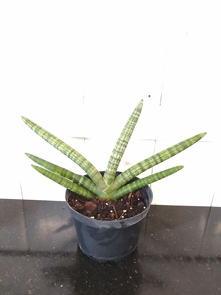 Sansevieria cylindrica ‘Boncel’ | PlantVine