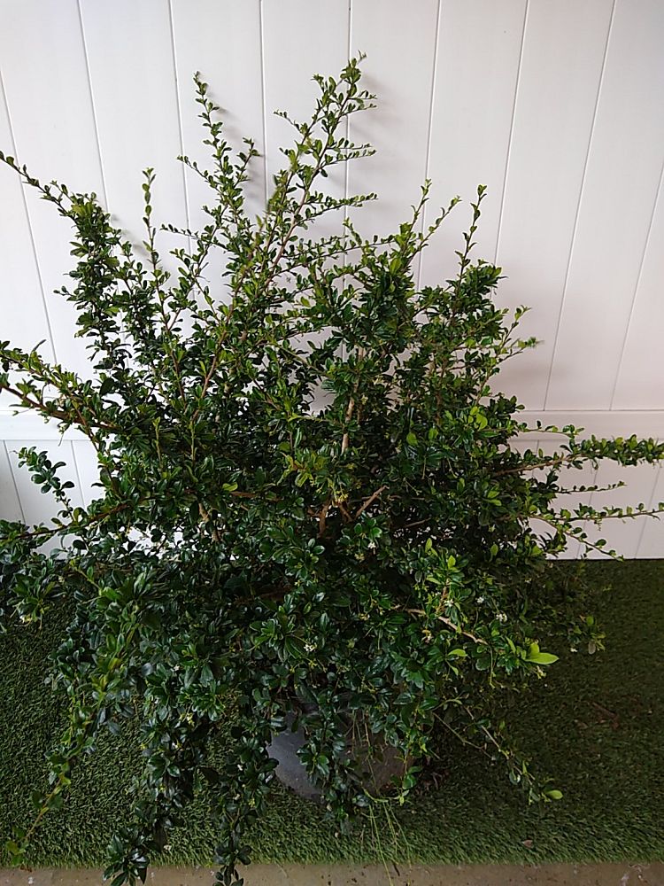 Serissa japonica | PlantVine