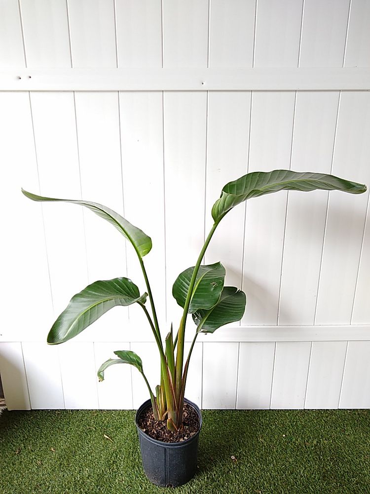 Buy Strelitzia Nicolai, White Bird of Paradise Plant Online