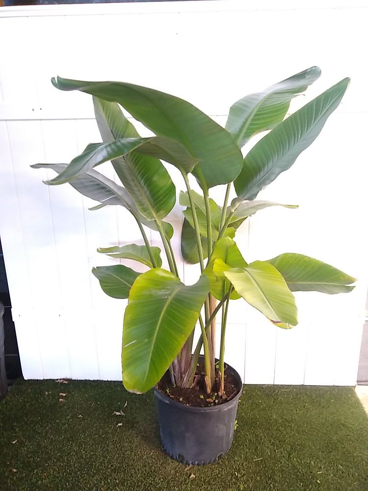 Buy Strelitzia Nicolai, White Bird of Paradise Plant Online