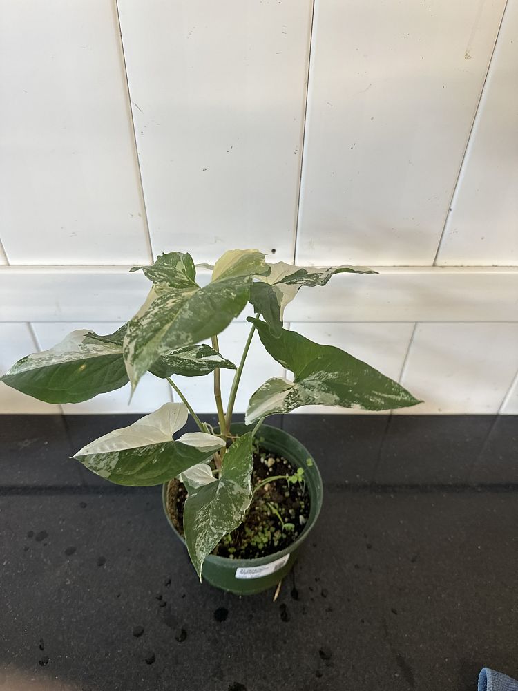 Variegated Syngonium | PlantVine