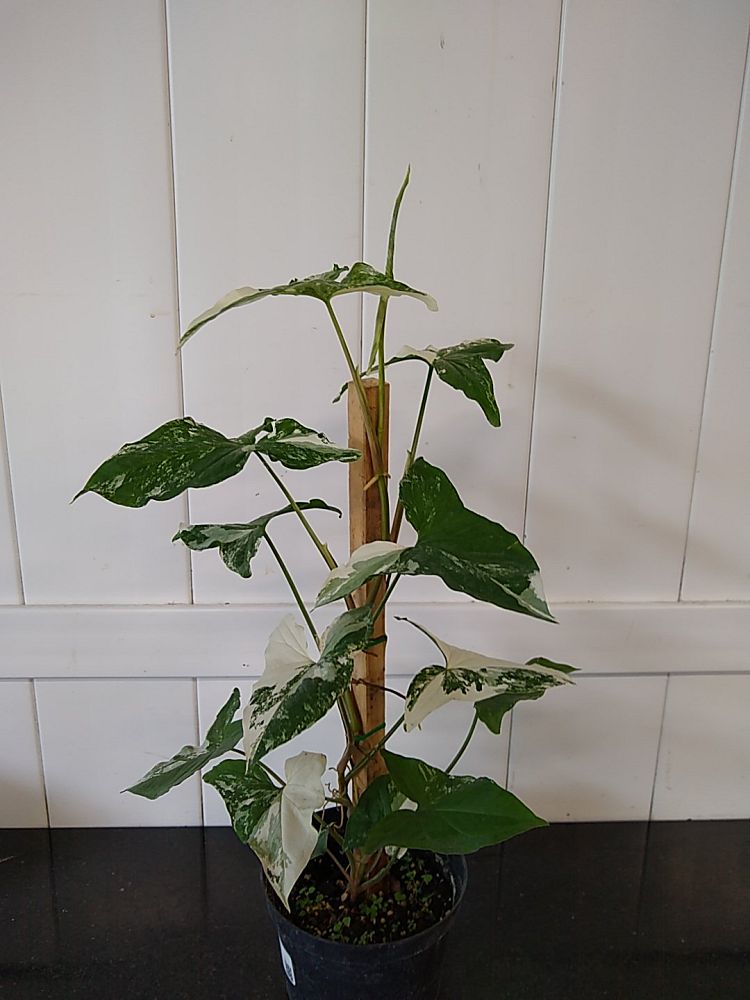 Variegated Syngonium | PlantVine