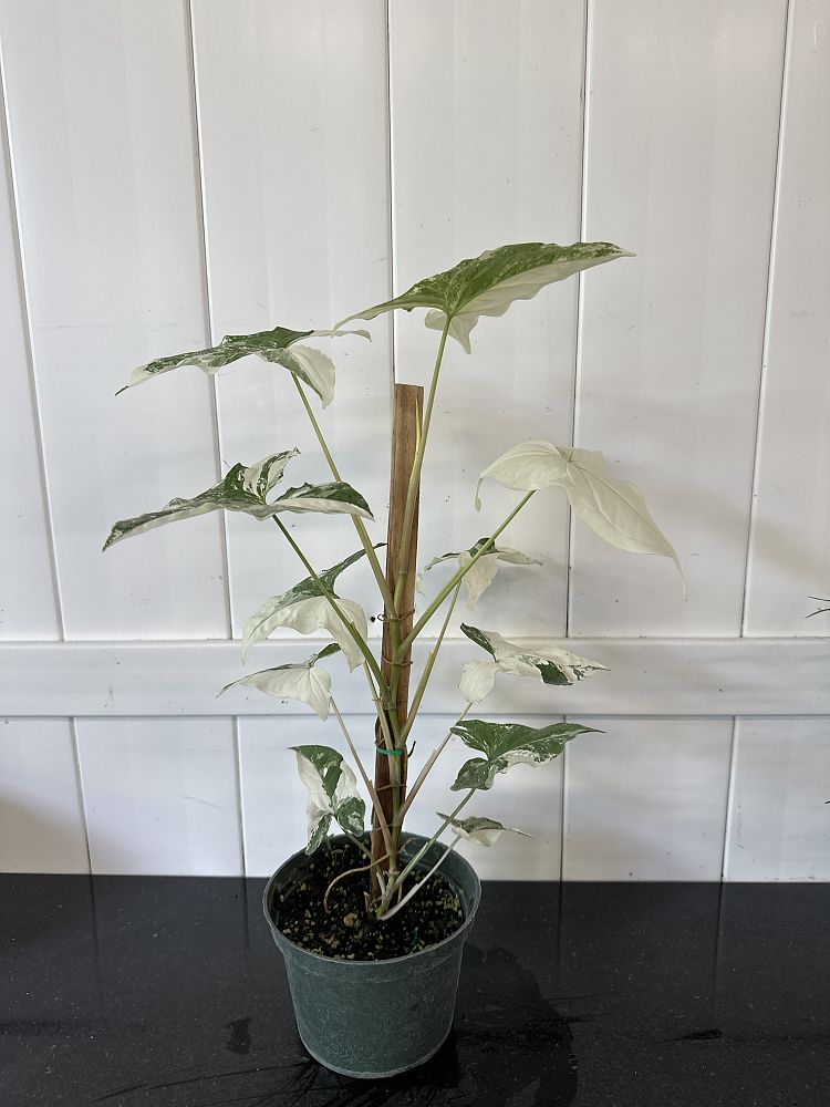 Variegated Syngonium | PlantVine