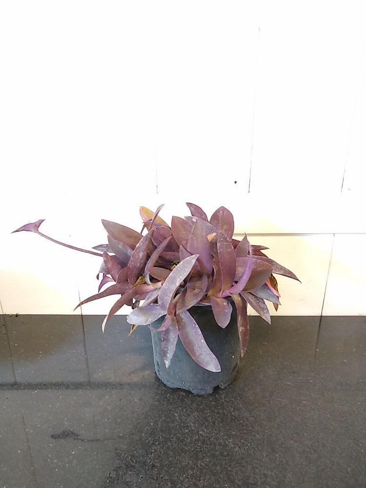 Purple Queen Wandering Jew | PlantVine
