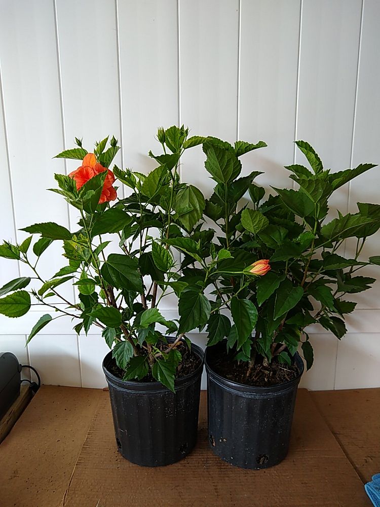Hibiscus rosa-sinensis ‘Double Orange’, Hibiscus ‘Double Peach’ | PlantVine