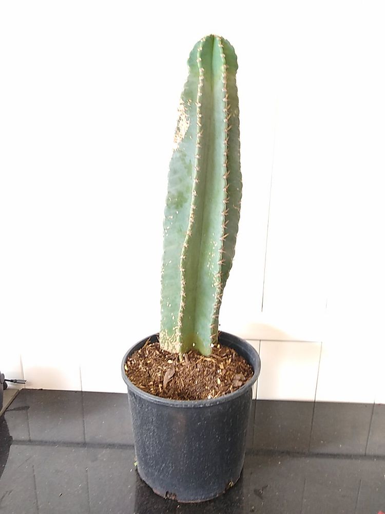 Cereus peruvianus, Peruvian Apple Cactus | PlantVine