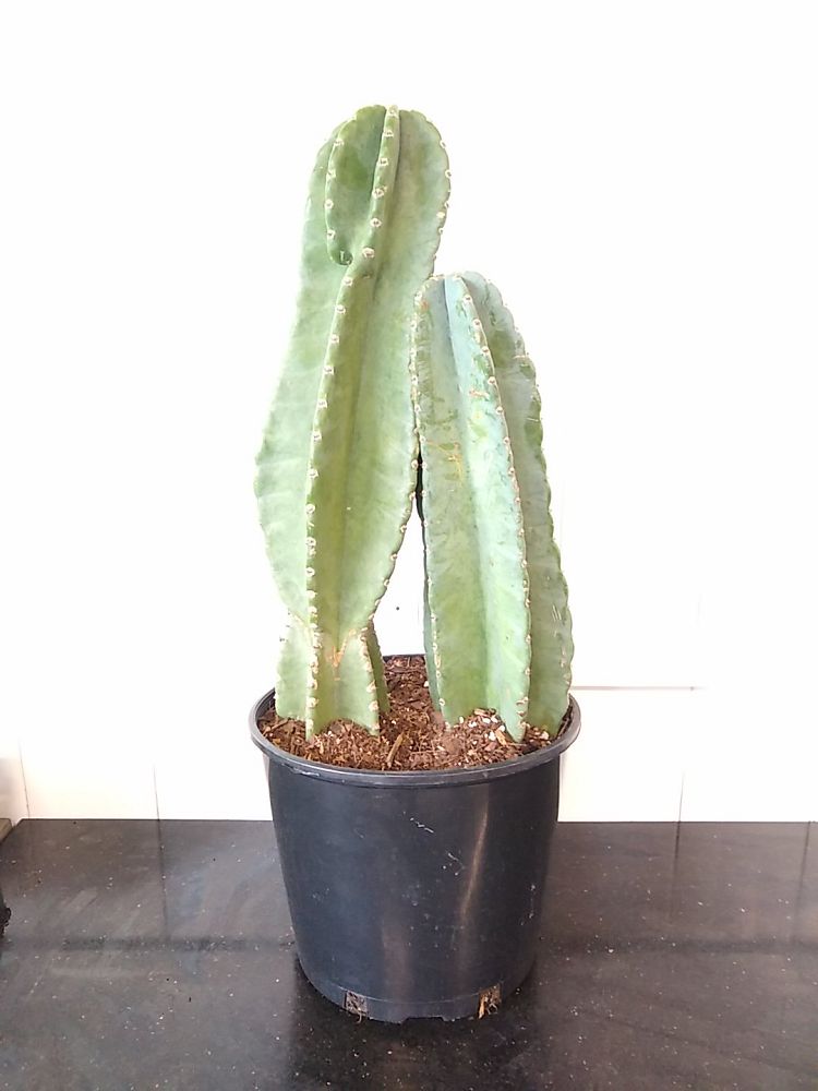 Cereus peruvianus, Peruvian Apple Cactus | PlantVine