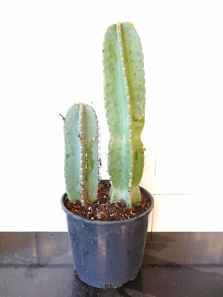 Cereus peruvianus, Peruvian Apple Cactus | PlantVine