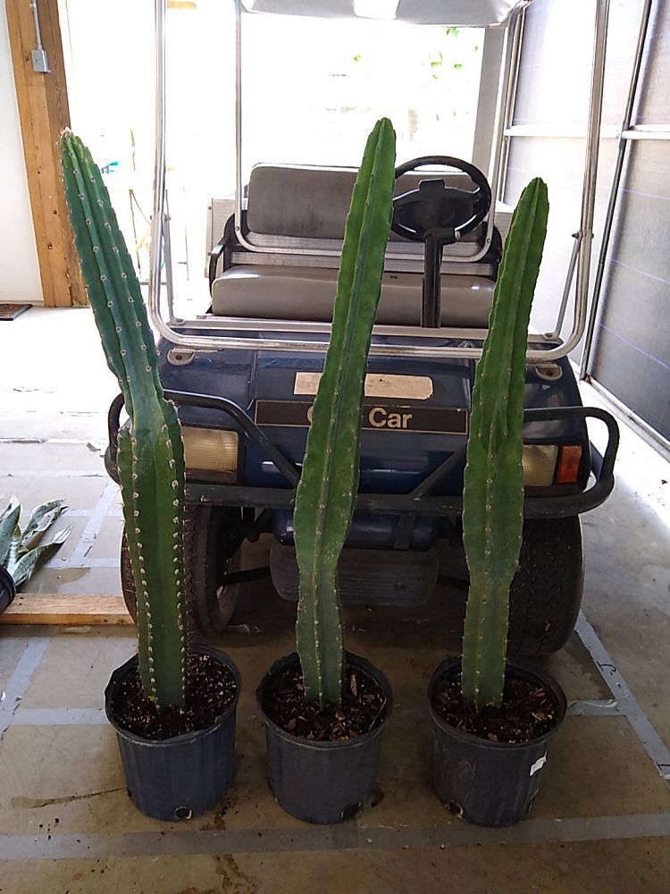 Peruvian Apple Cactus | PlantVine