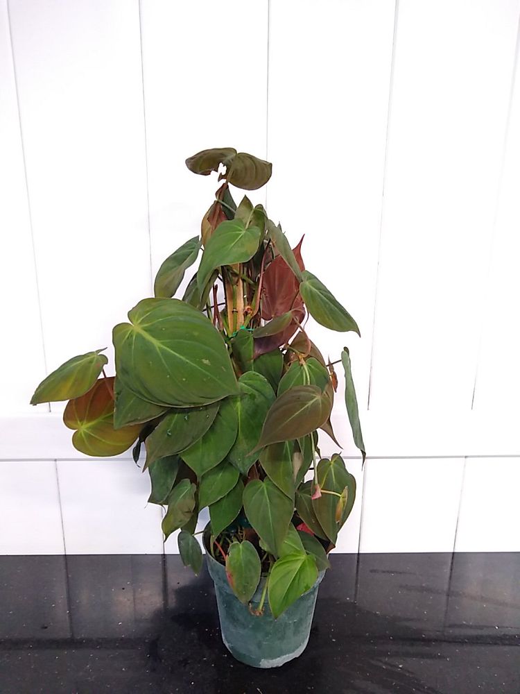 Philodendron Micans | PlantVine