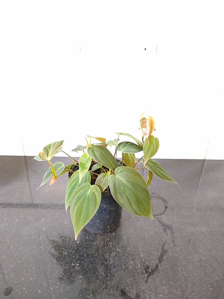 Philodendron Micans | PlantVine