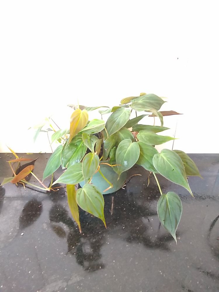 Philodendron Micans | PlantVine