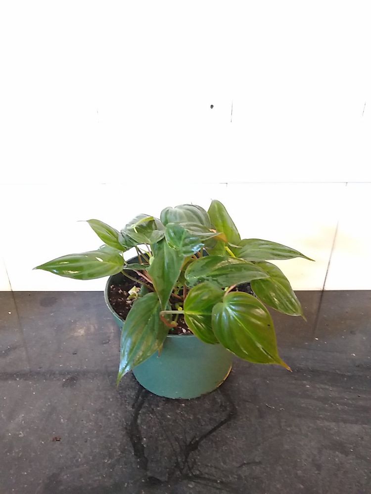 Philodendron Micans | PlantVine