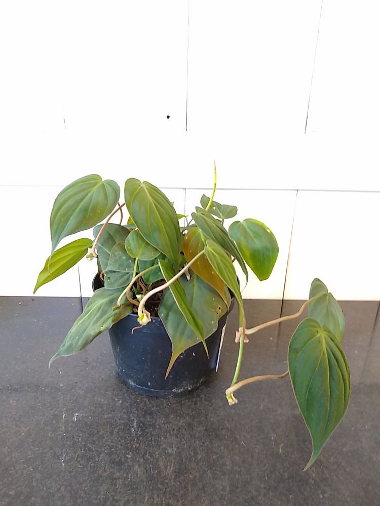 Philodendron Micans | PlantVine
