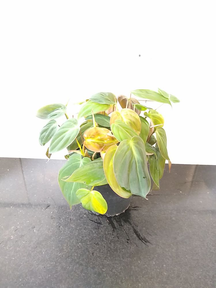 Philodendron Micans | PlantVine