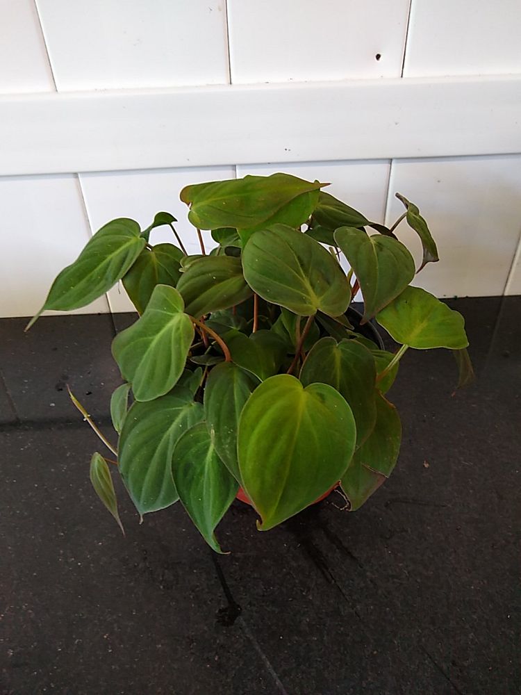 Philodendron micans | PlantVine