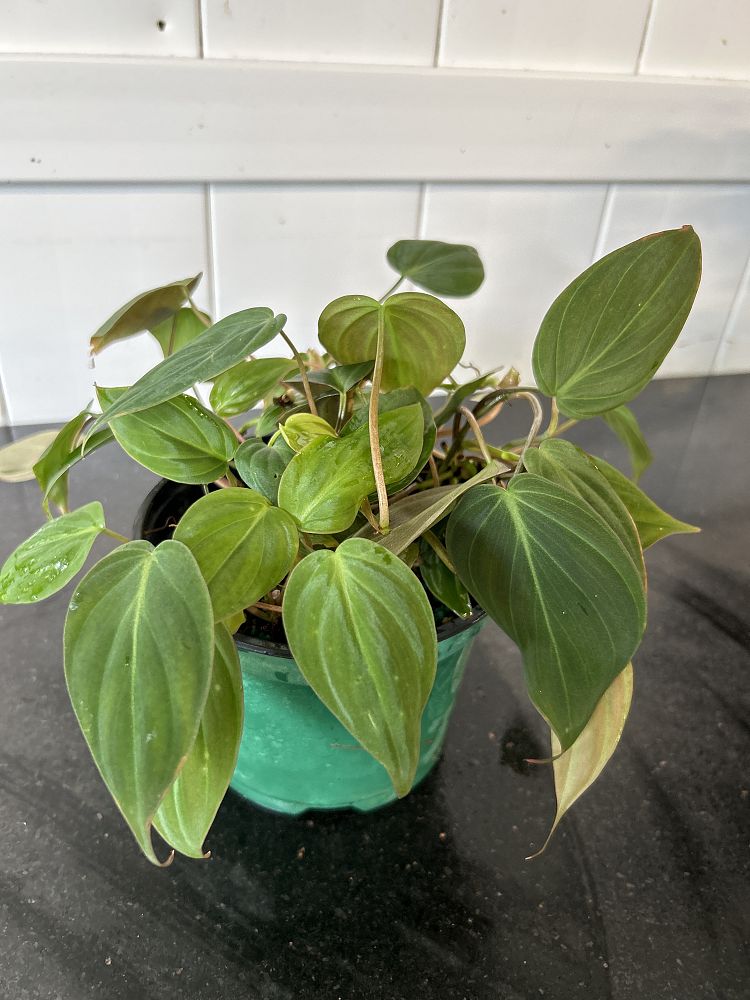 Philodendron micans | PlantVine