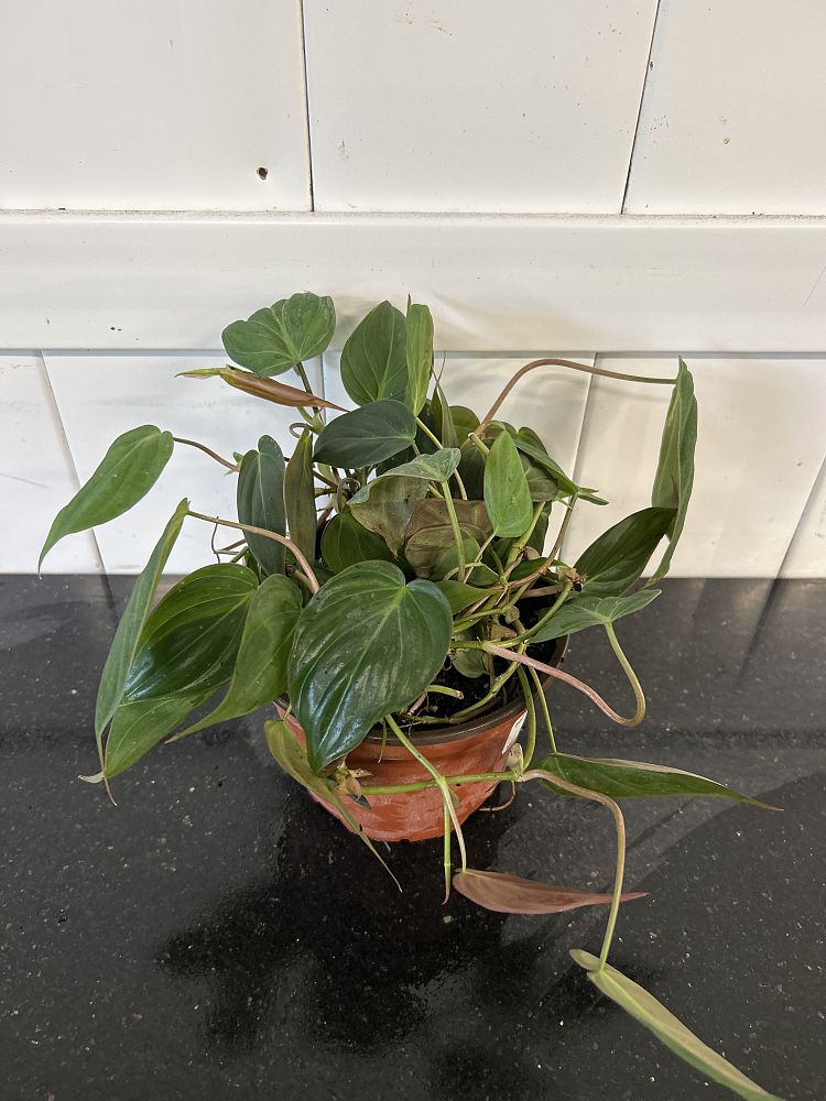 Philodendron micans | PlantVine