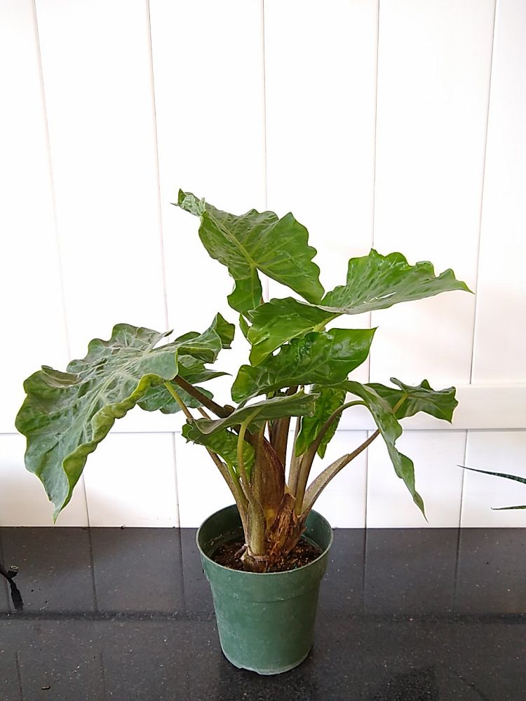 Alocasia ‘Low Rider’, Elephant Ear | PlantVine
