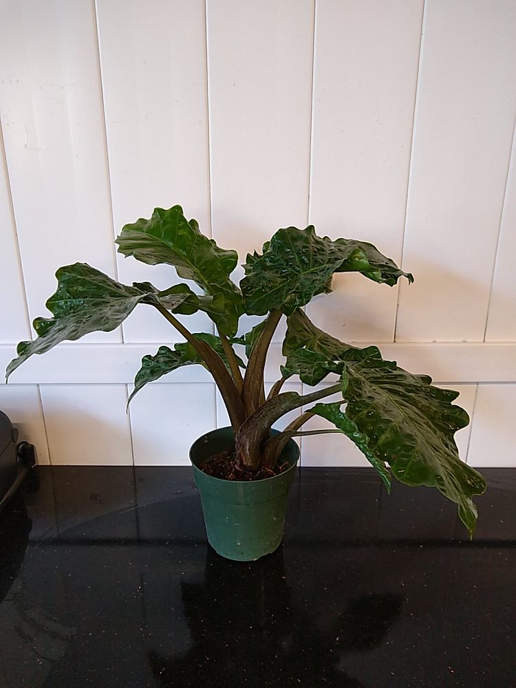 Alocasia ‘Low Rider’, Elephant Ear | PlantVine