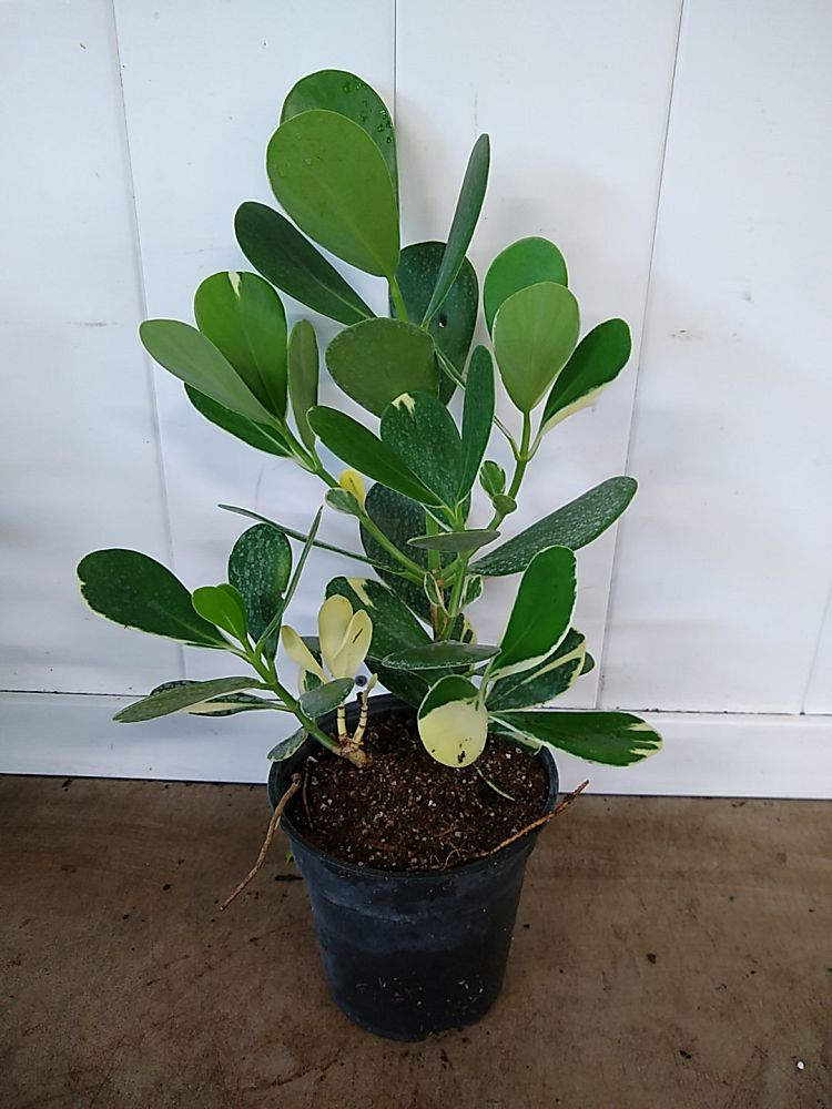 Clusia guttifera ‘Variegated’, Rare Variegated Clusia | PlantVine