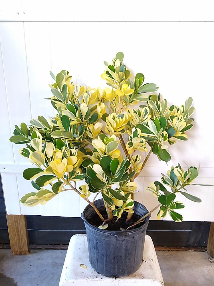 Variegated Clusia guttifera | PlantVine