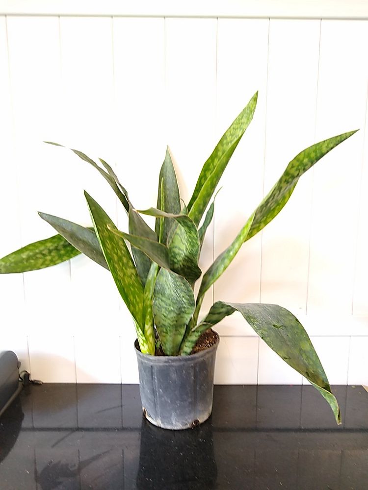 Sansevieria trifasciata ‘Jaboa’, Snake Plant | PlantVine