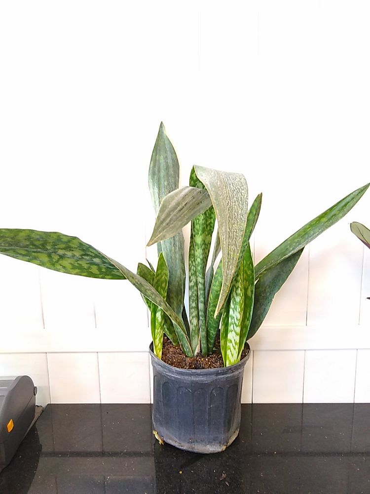 Sansevieria trifasciata ‘Jaboa’, Snake Plant | PlantVine