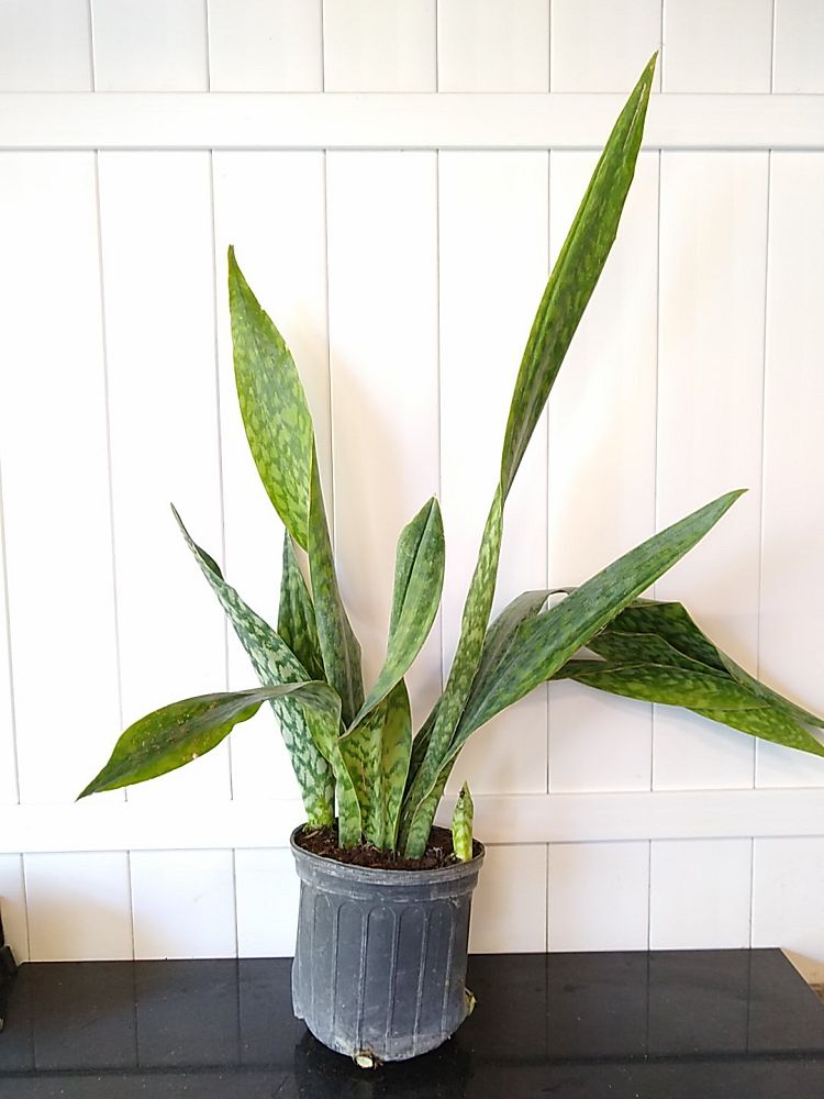 Sansevieria trifasciata ‘Jaboa’, Snake Plant | PlantVine