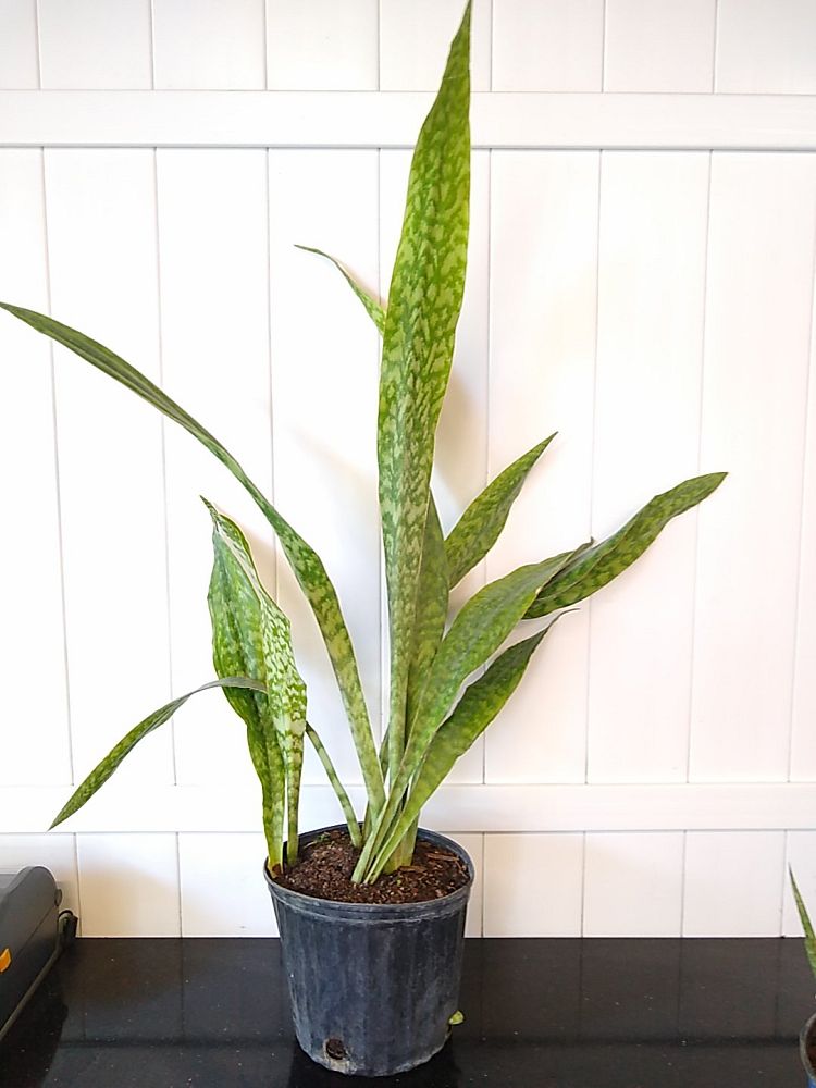 Sansevieria trifasciata ‘Jaboa’, Snake Plant | PlantVine