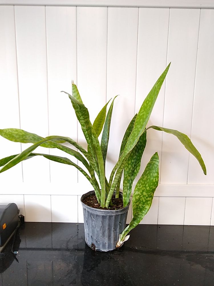 Sansevieria trifasciata ‘Jaboa’, Snake Plant | PlantVine