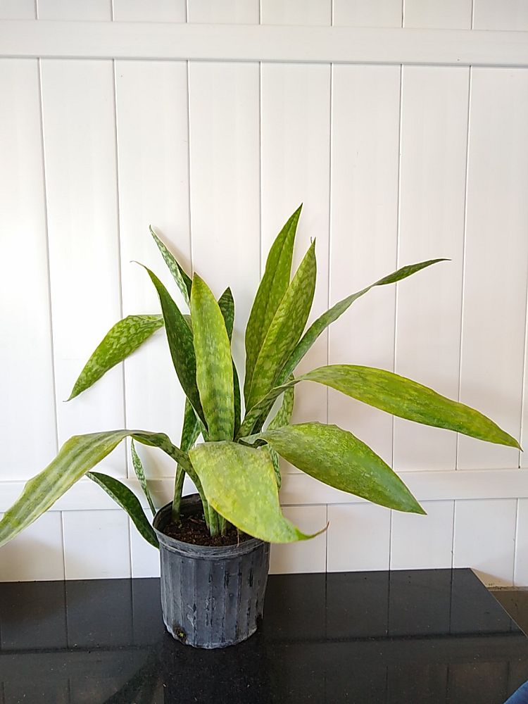 Sansevieria trifasciata ‘Jaboa’, Snake Plant | PlantVine