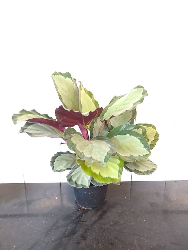 Calathea ‘Marion’ | PlantVine