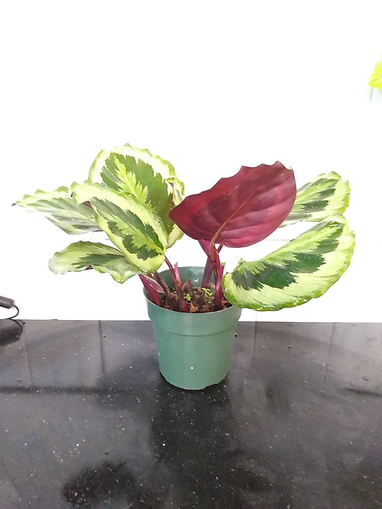 Calathea ‘Marion’ | PlantVine