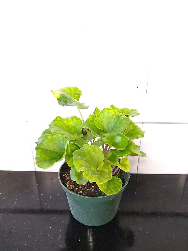 Farfugium japonicum ‘Firefly’, Leopard plant, Ligularia tussilaginea ...