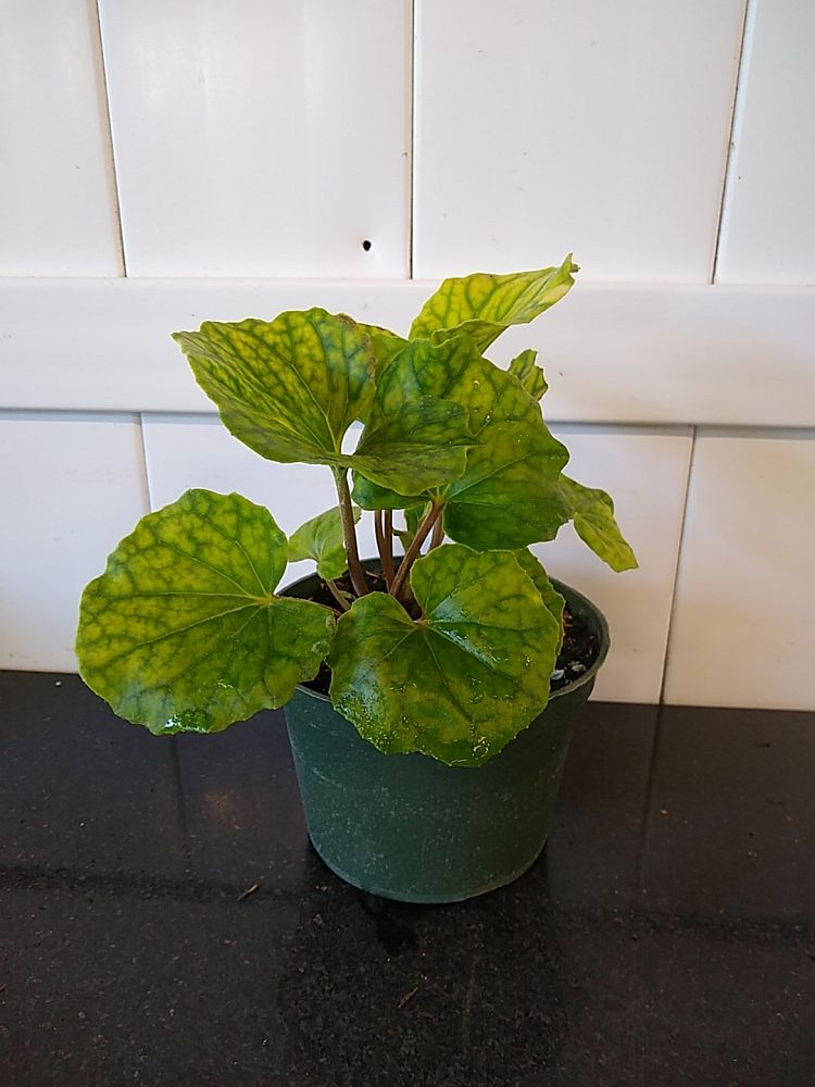 Farfugium japonicum ‘Firefly’, Leopard plant, Ligularia tussilaginea ...