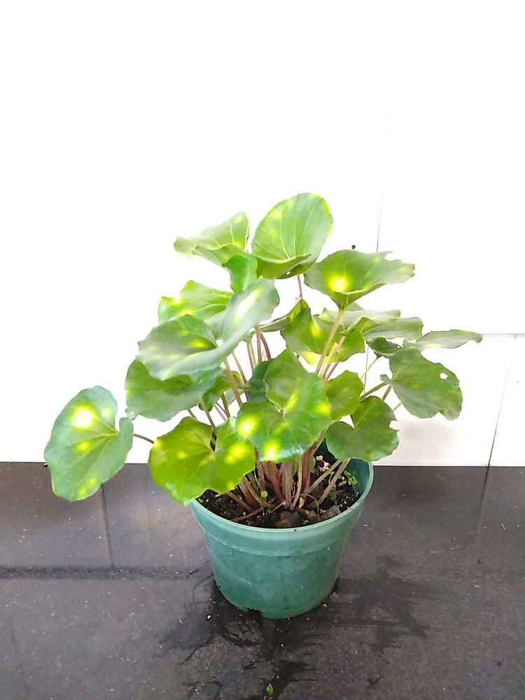 Leopard Plant | PlantVine