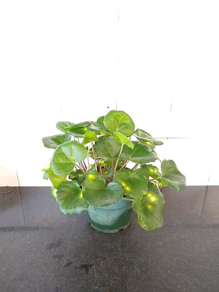 Firefly Leopard Plant | PlantVine