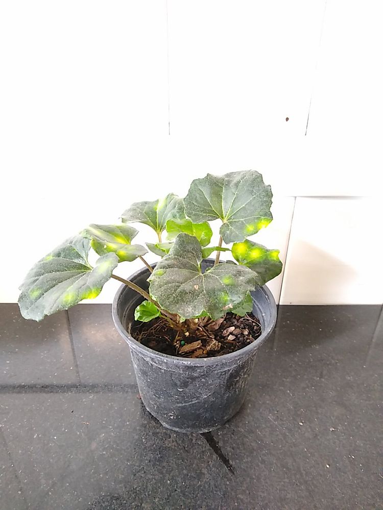 Firefly Leopard Plant | PlantVine