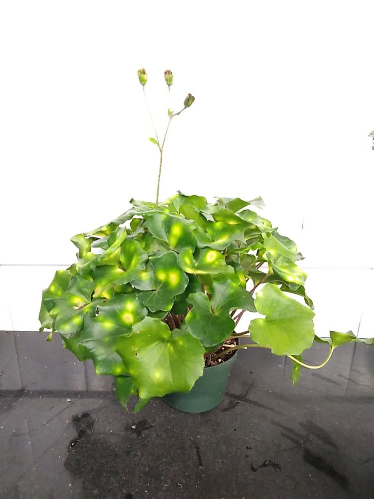 Firefly Leopard Plant | PlantVine