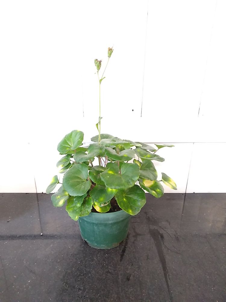 Firefly Leopard Plant | PlantVine