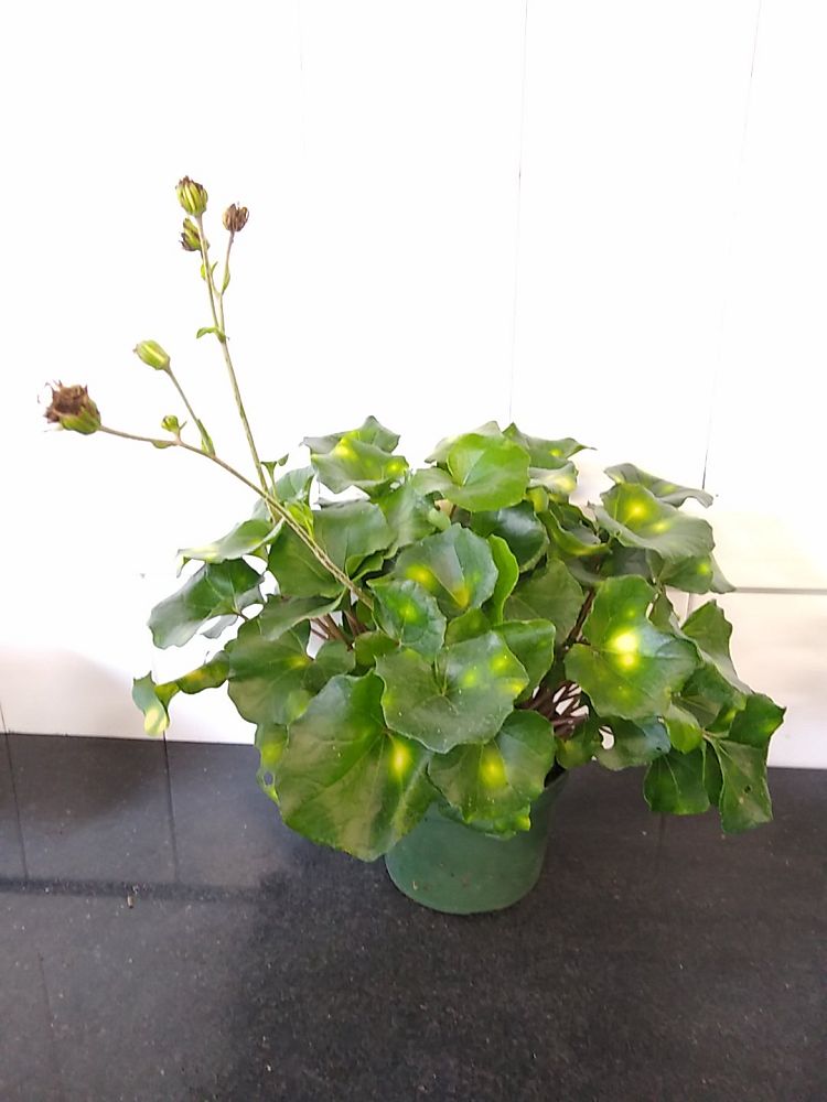 Firefly Leopard Plant | PlantVine