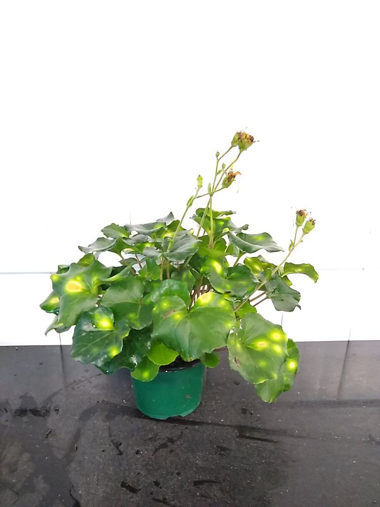Firefly Leopard Plant | PlantVine