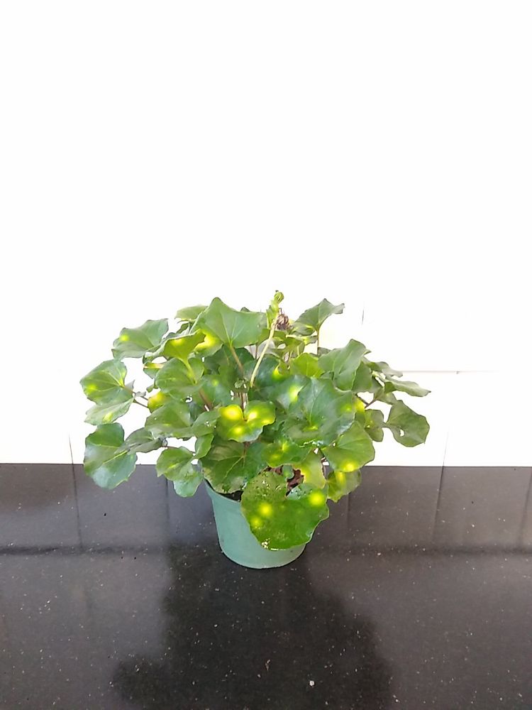 Firefly Leopard Plant | PlantVine