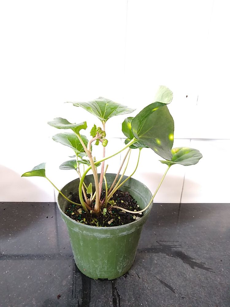 Firefly Leopard Plant | PlantVine