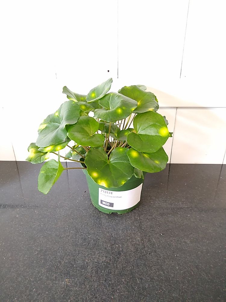 Firefly Leopard Plant | PlantVine