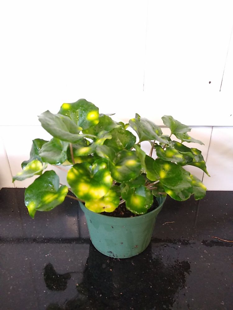 Firefly Leopard Plant | PlantVine