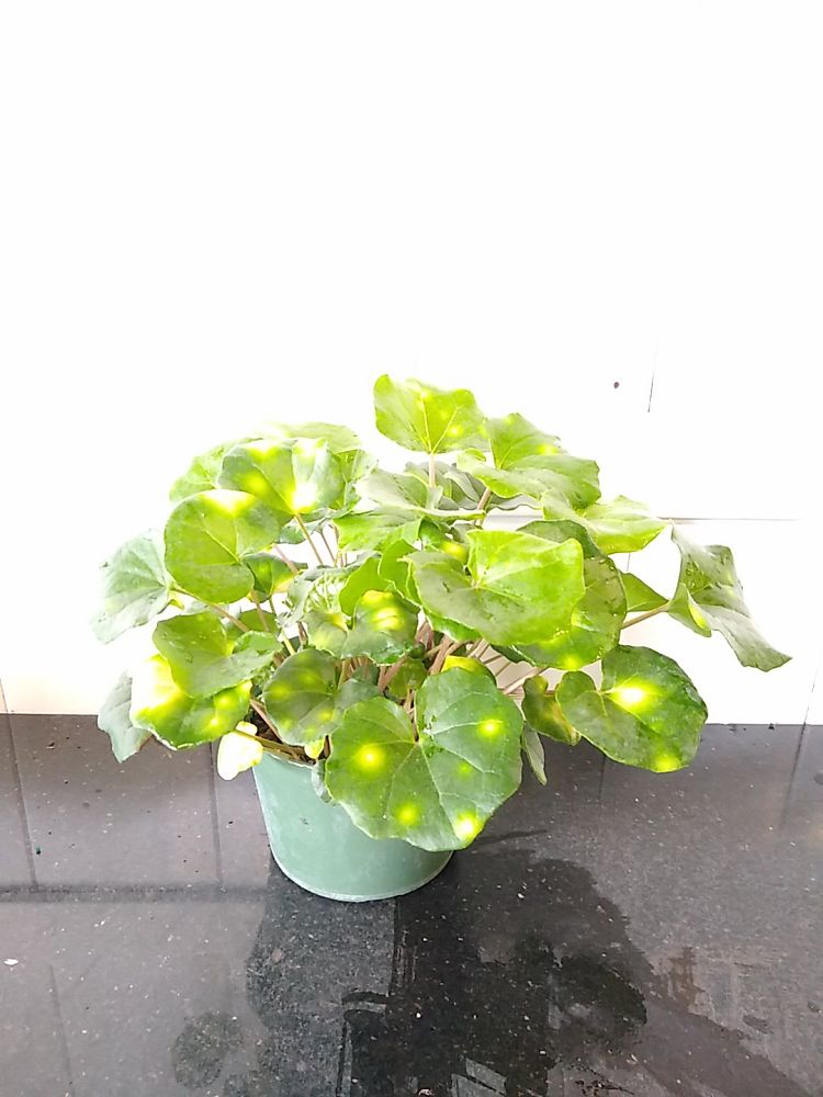 Firefly Leopard Plant | PlantVine