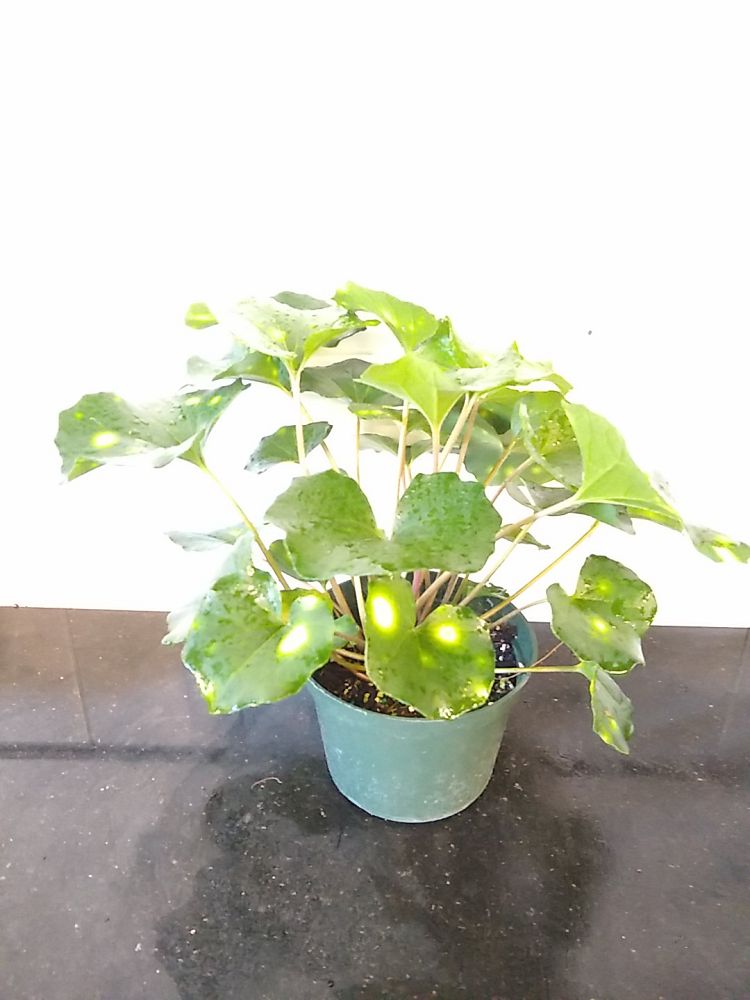 Firefly Leopard Plant | PlantVine