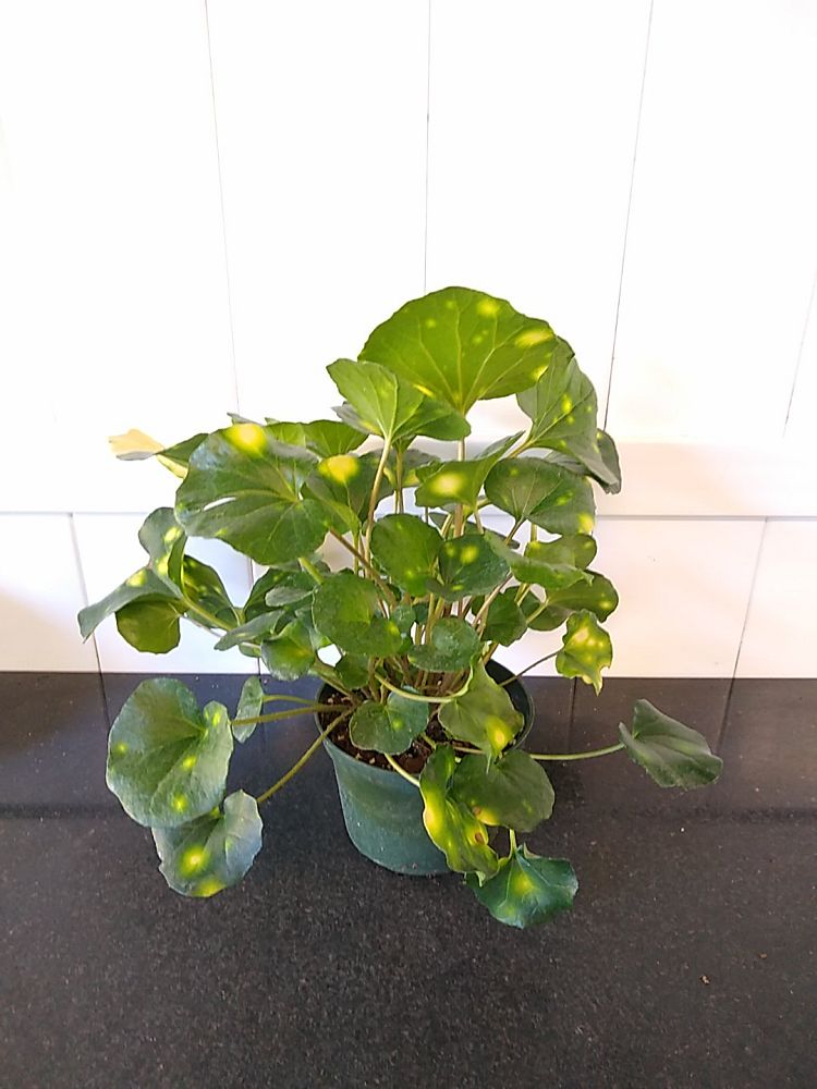 Firefly Leopard Plant | PlantVine